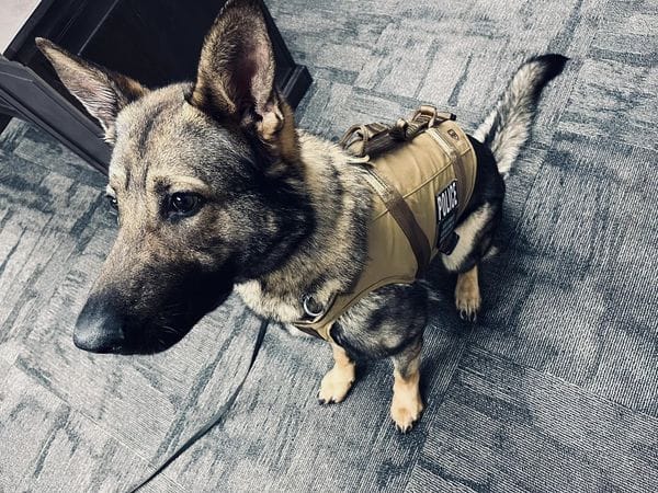 Bellefontaine Police Department Introduces K9 Pyro: Dedicated Dual ...